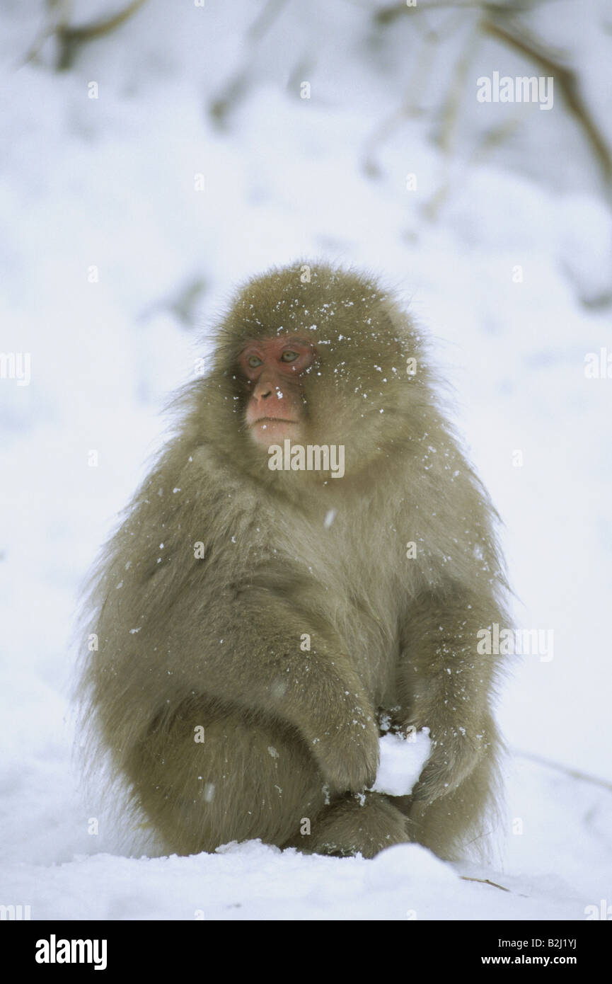 zoology / animals, mammal / mammalian, monekys, Japanmakak, (Macaca ...