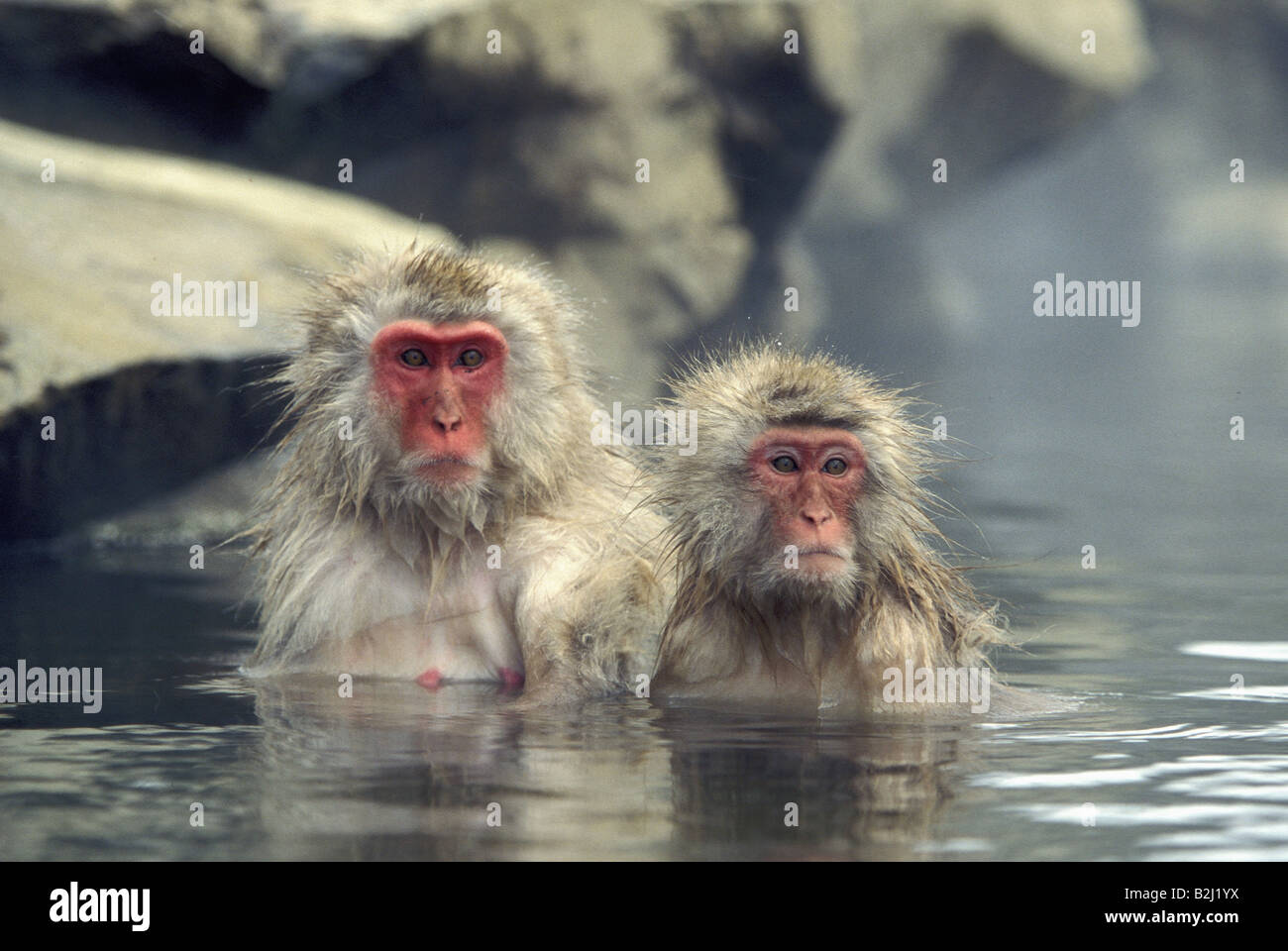 Two monkeys sitting in hot spring hi-res stock photography and images ...