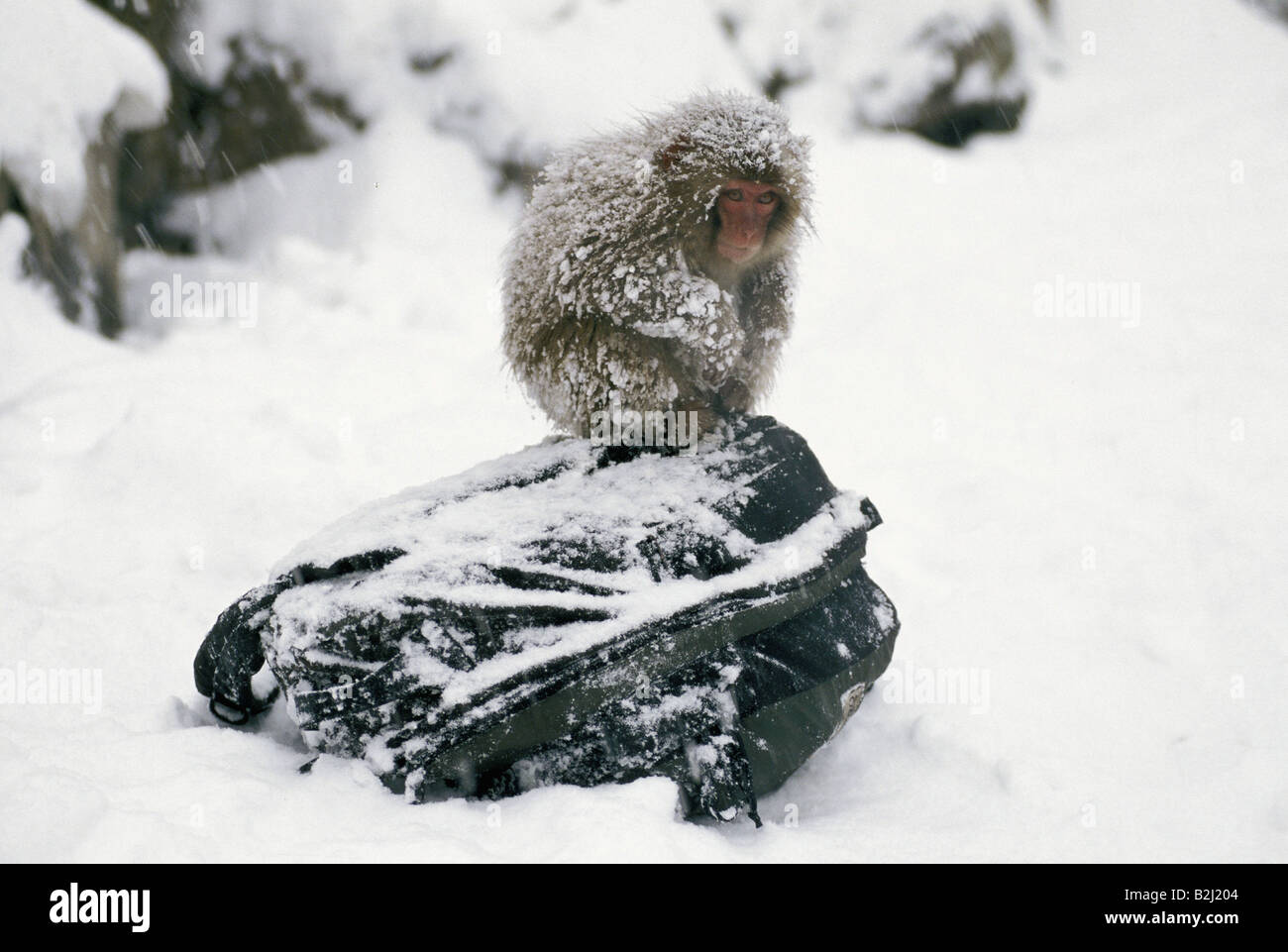 Japan makak hi-res stock photography and images - Alamy