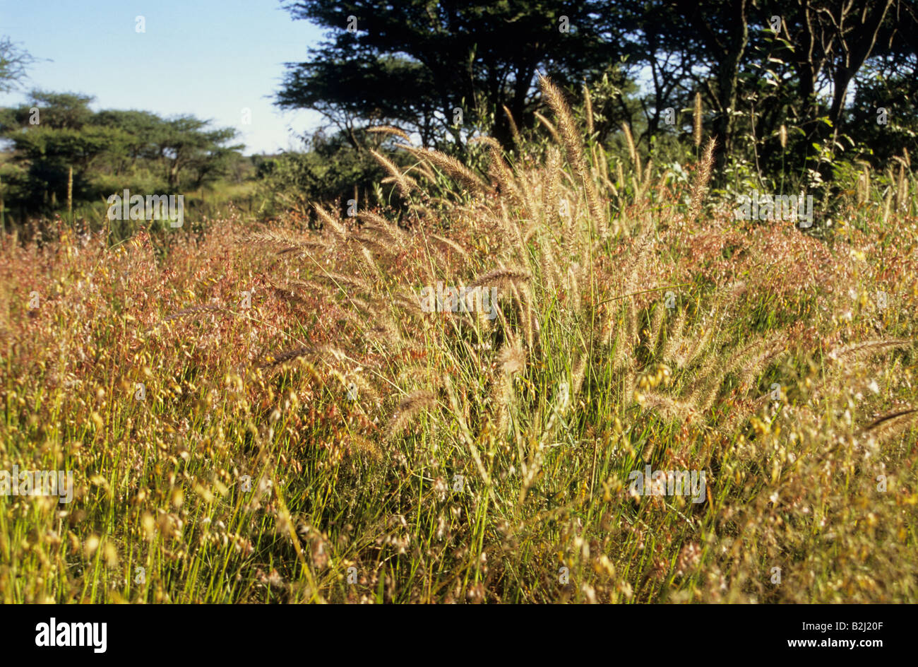 Nature scene of grass in seed growing in African bush veld savannah ...