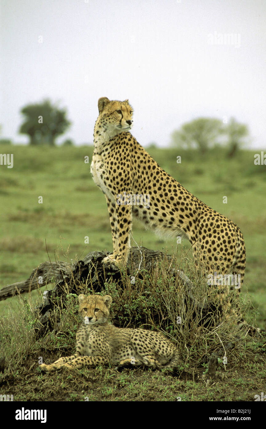 zoology / animals, mammal / mammalian, cheetah, (Acinonyx jubatus ...