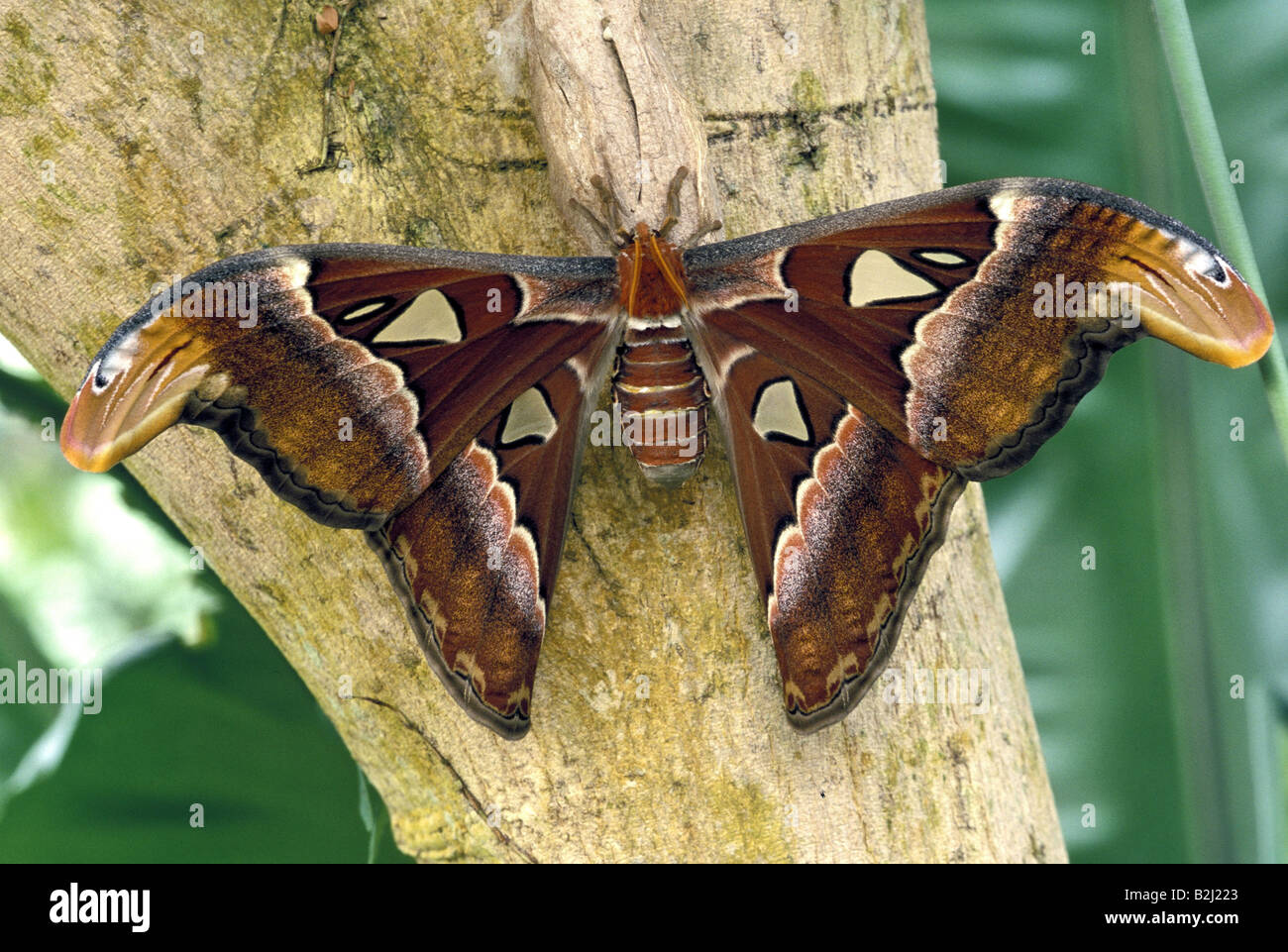 zoology / animals, insect, butterflies, Atlas Moth, (Attacus atlas ...