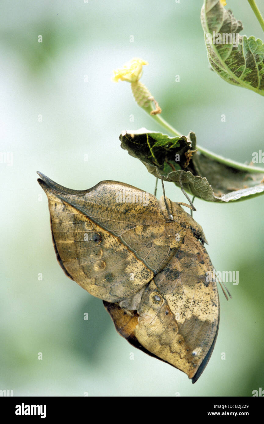 zoology / animals, insect, butterflies, Dead Leaf Butterfly, (Kallima ...