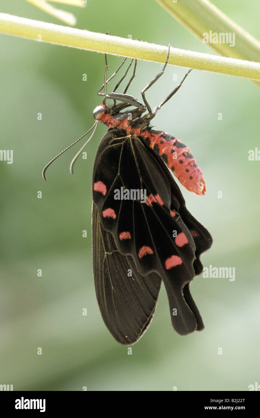 zoology / animals, insect, butterflies, Swallowtail Butterfly ...