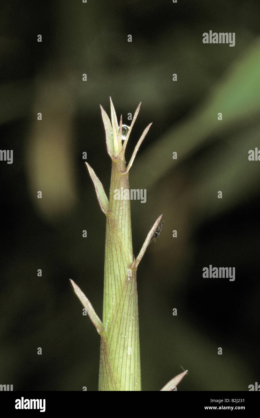 Bambusodae hi-res stock photography and images - Alamy