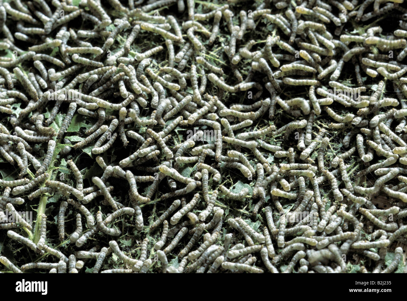 Silkworm moth bombyx mori hi-res stock photography and images - Alamy