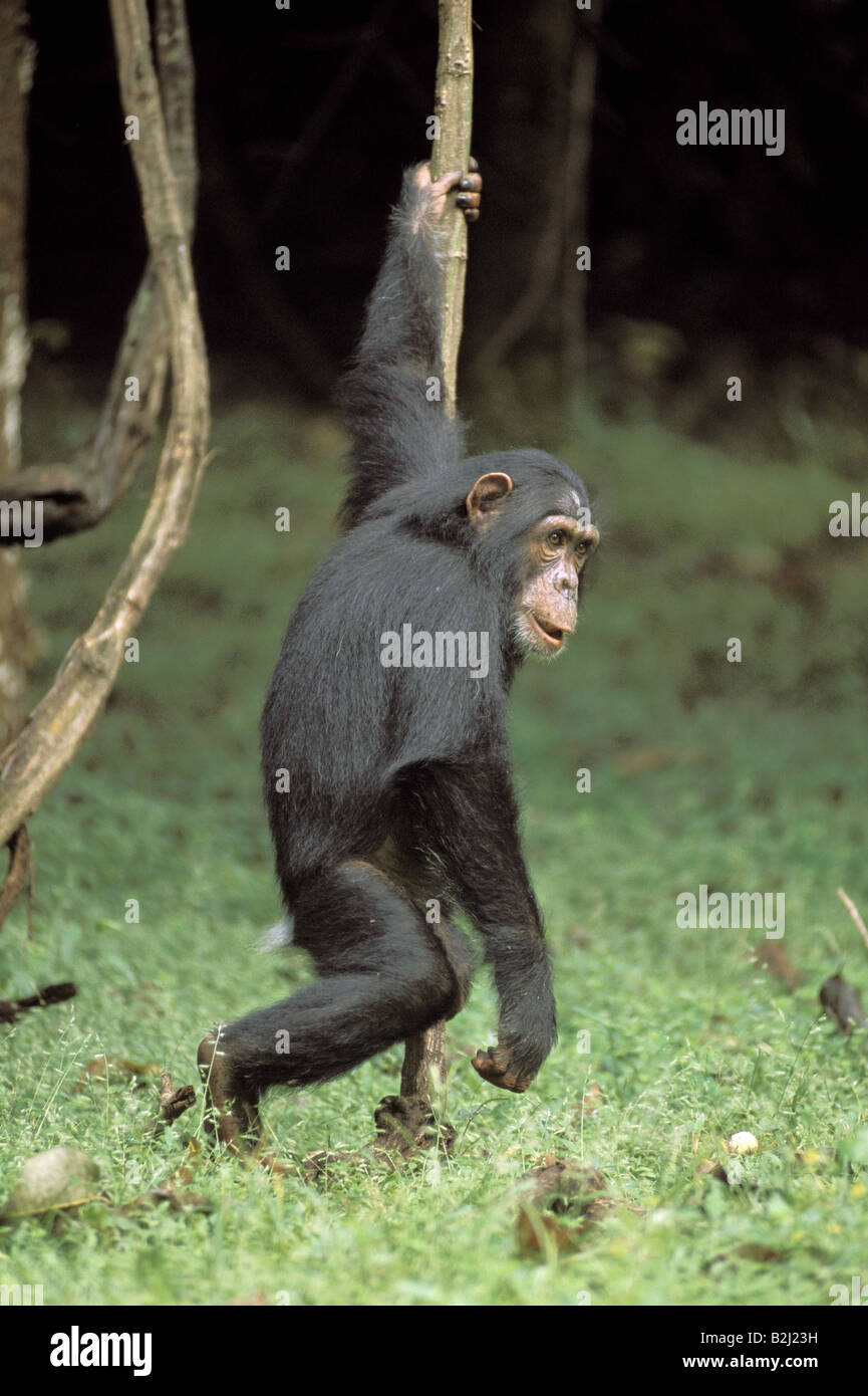 zoology / animals, mammal / mammalian, monkeys, Chimpanzee, (Pan ...