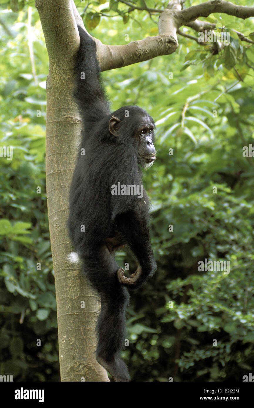Monkey hanging from branch africa hi-res stock photography and images ...
