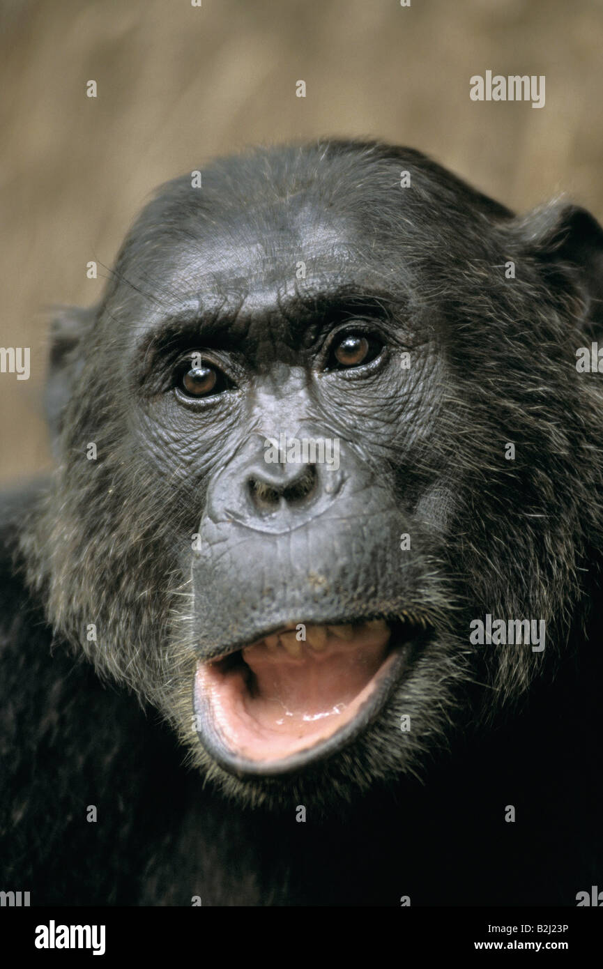 zoology / animals, mammal / mammalian, monkeys, Chimpanzee, (Pan ...