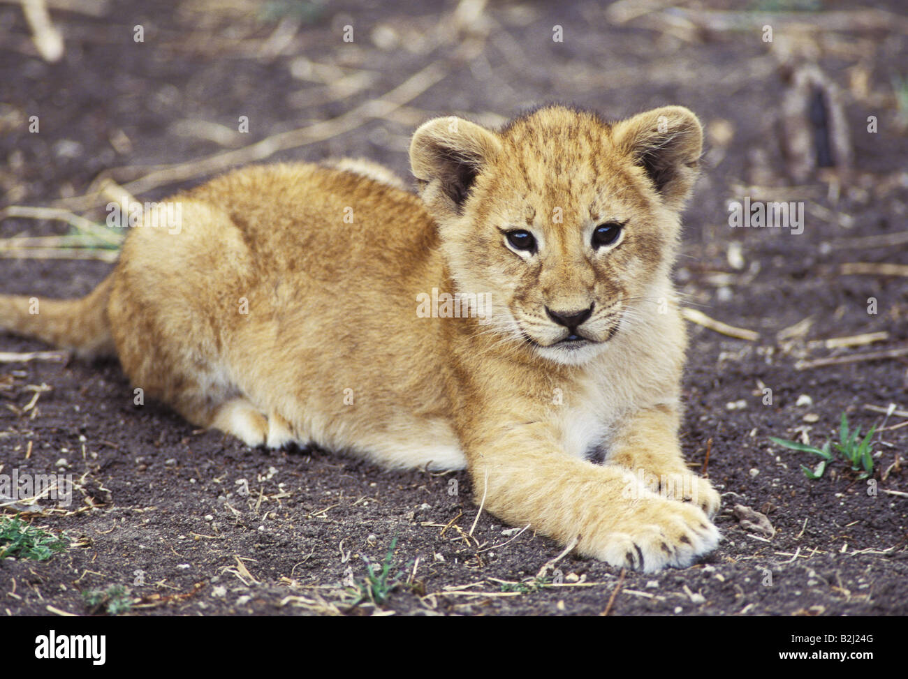 zoology / animals, mammal / mammalian, Felidae, Lion (Panthera leo ...