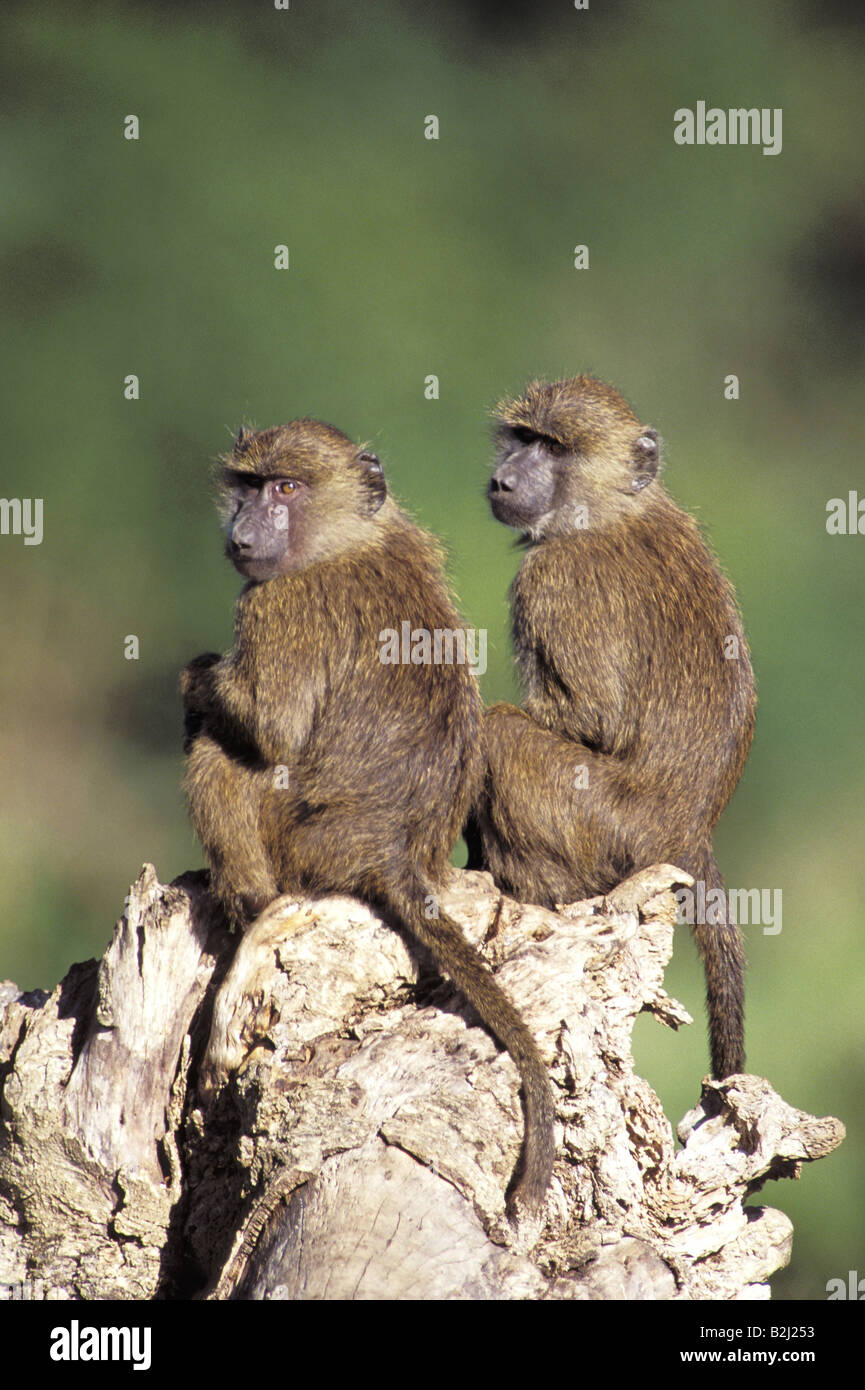 Two baboons sitting on strunk hi-res stock photography and images - Alamy