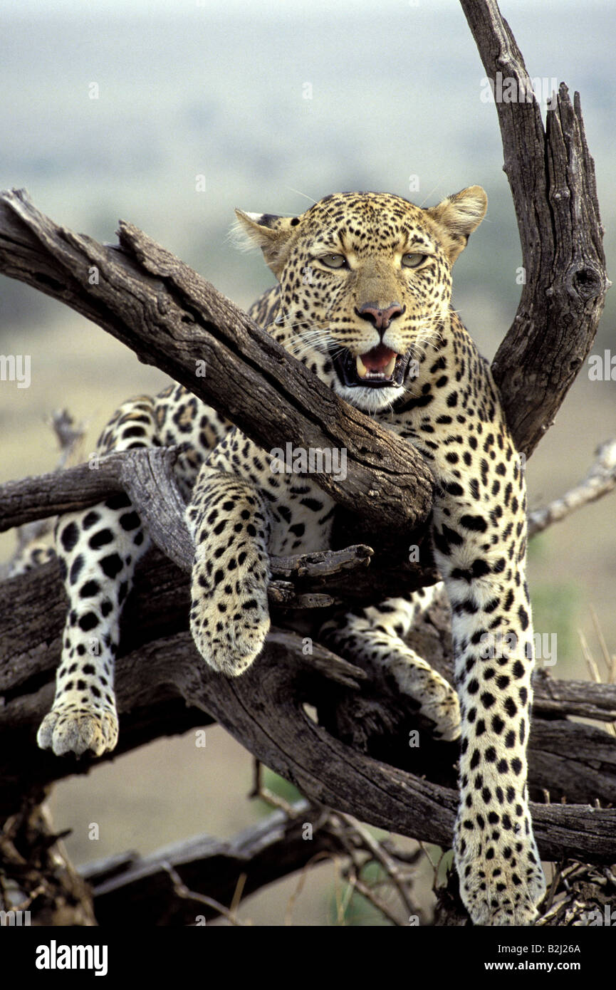 zoology / animals, mammal / mammalian, leopard, (Panthera pardus ...