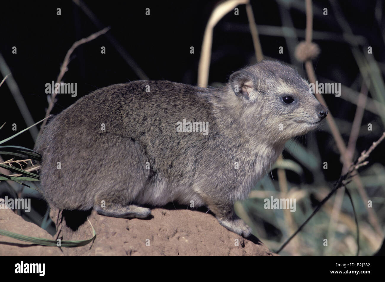 zoology / animals, mammal / mammalian, Cape Hyrax, (Procavia capensis ...