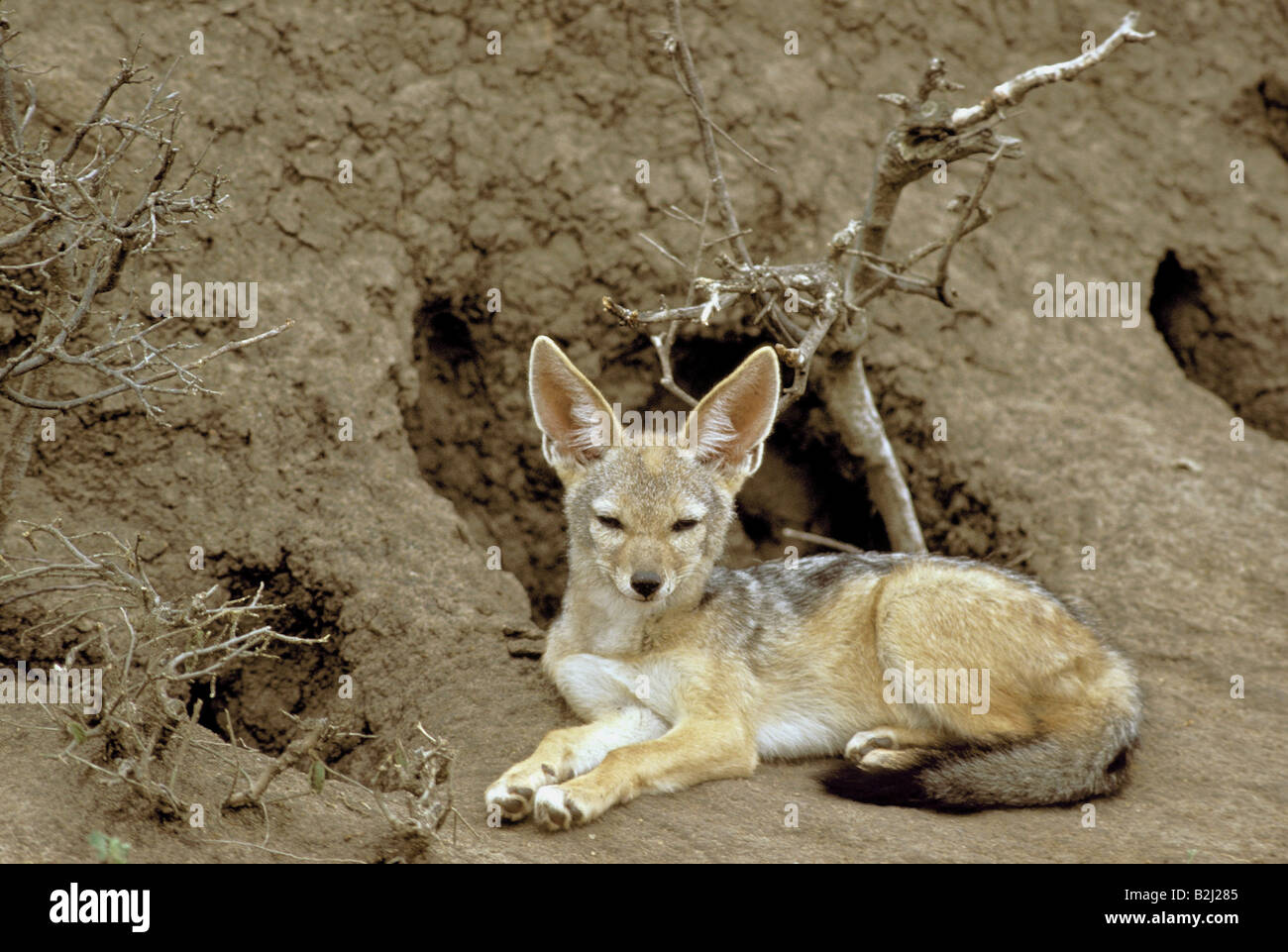 Black backed jackal lying hi-res stock photography and images - Alamy