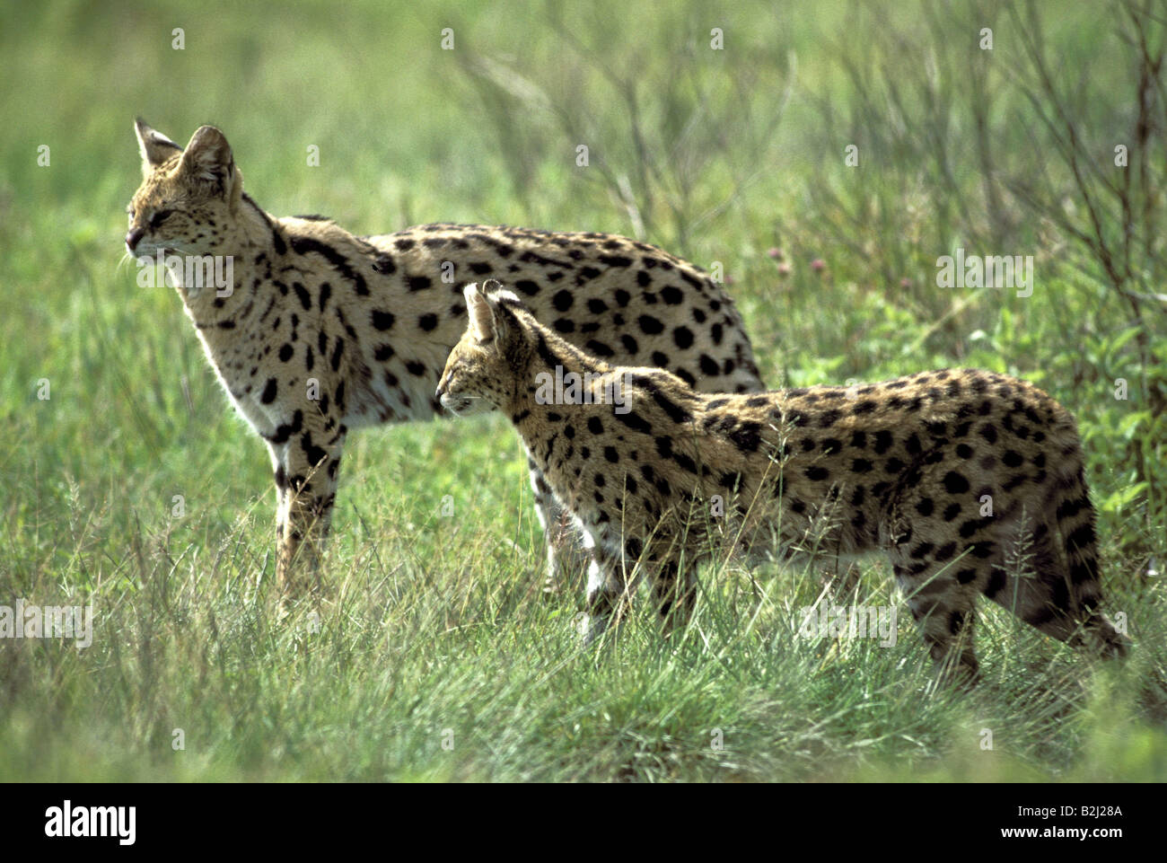 Two servals hi-res stock photography and images - Alamy