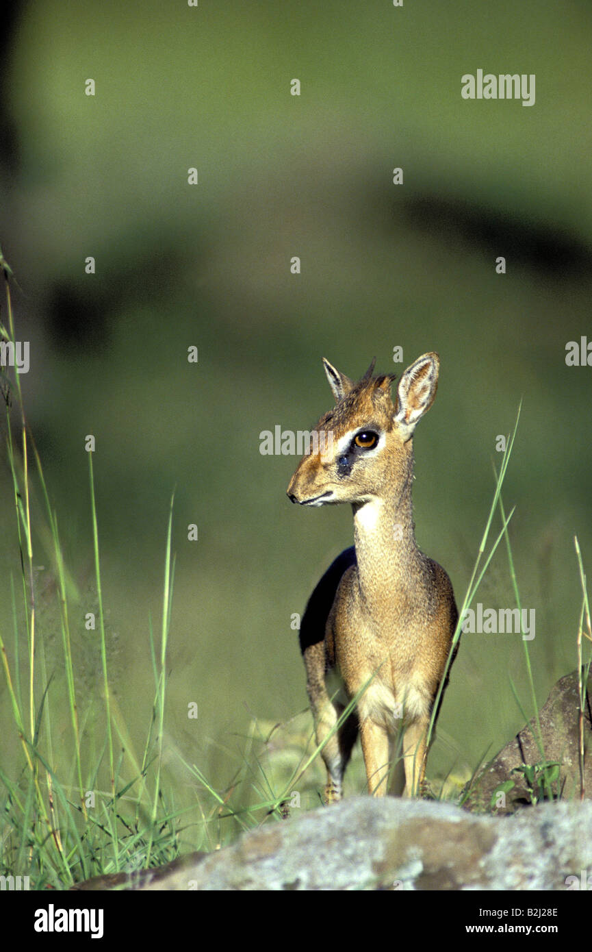 zoology / animals, mammal / mammalian, antelope, Kirk's Dik-dik (Madoqua kirkii), Masai Mara ...