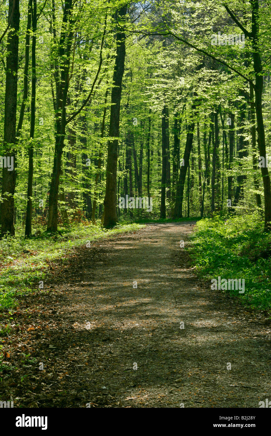 forest road trees forested area Baden Wuerttemberg Germany Spring Stock ...
