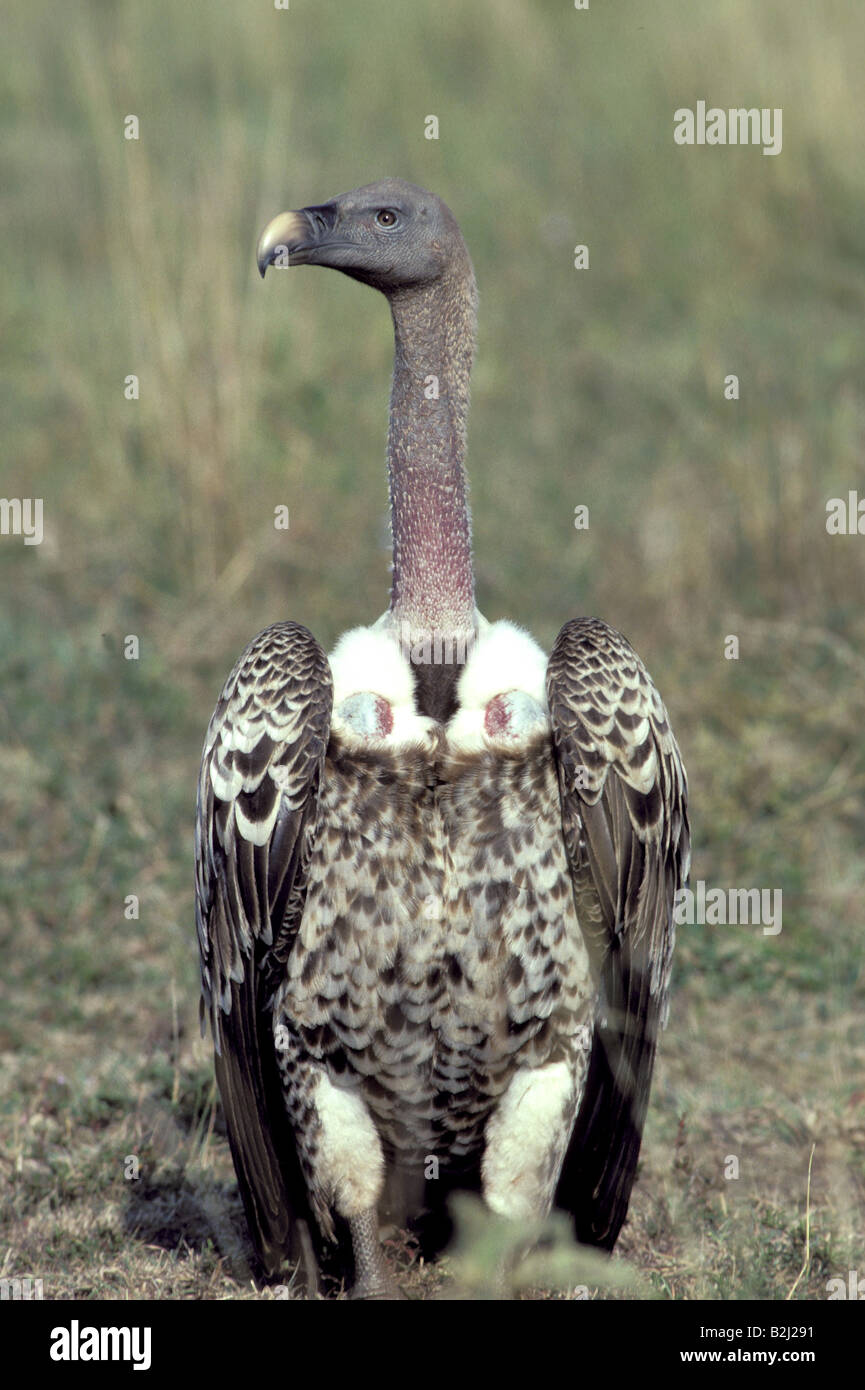zoology / animals, birds, raptors, Rüppell's Vulture, (Gyps ruepellii ...