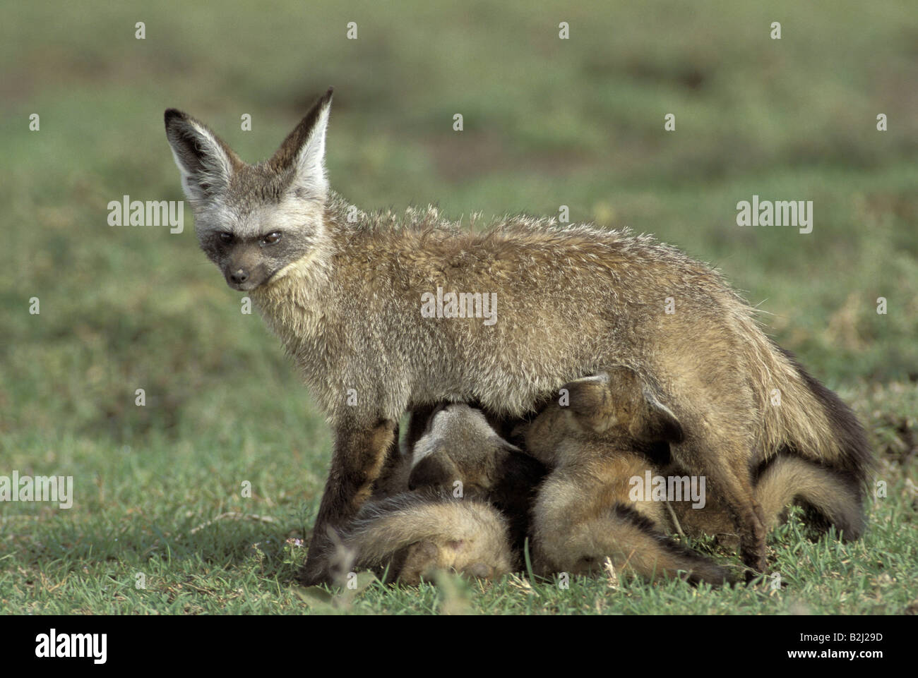 Bat eared fox cubs hi-res stock photography and images - Alamy