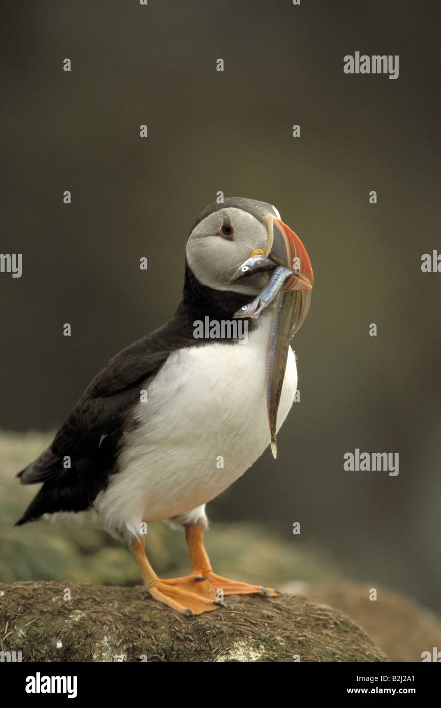 Puffin holding fish hi-res stock photography and images - Alamy