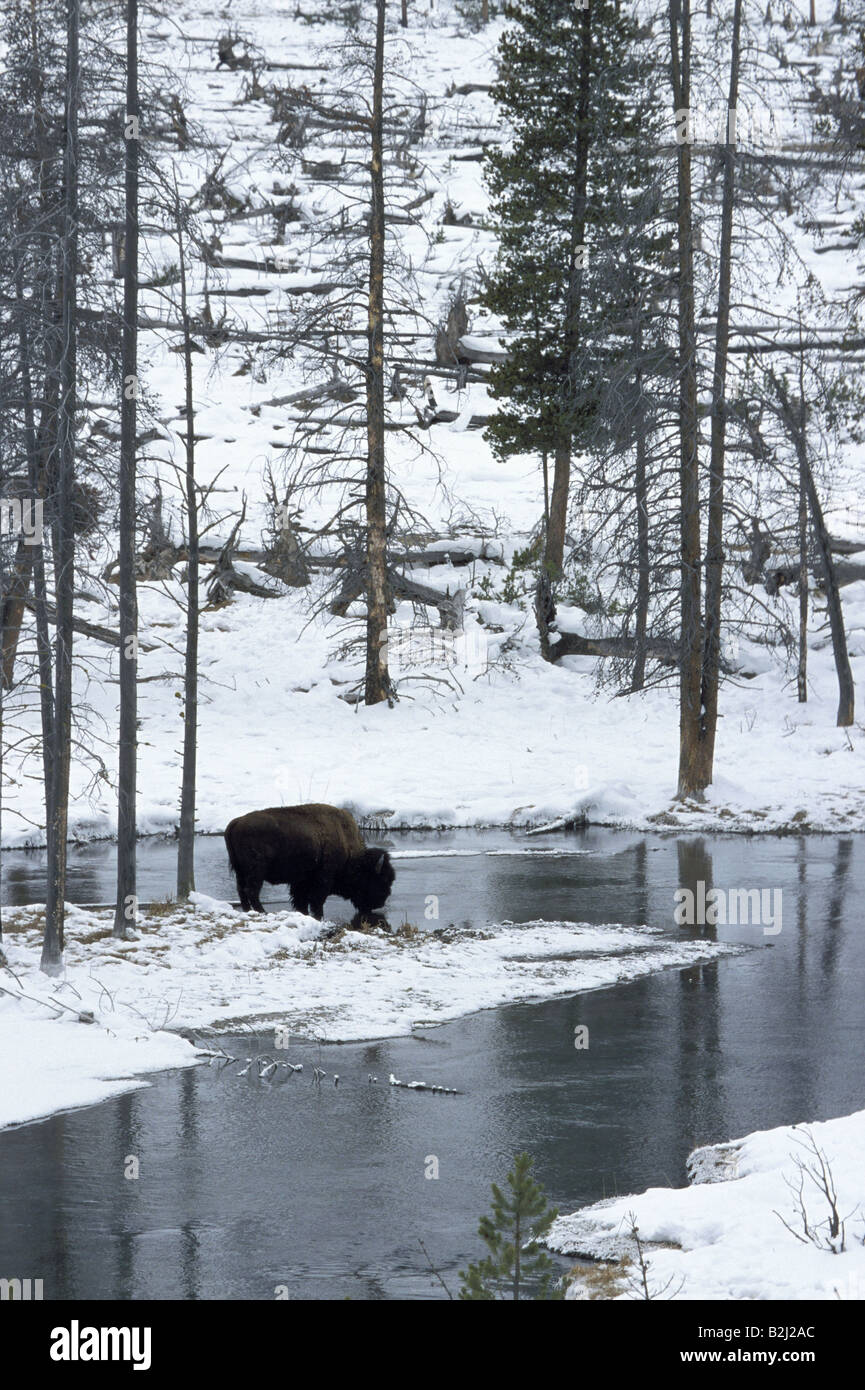 zoology / animals, mammal / mammalian, bisons, (Bison bison), drinking ...