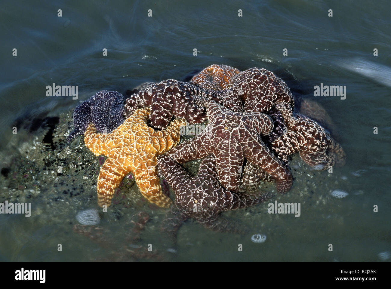 zoology / animals, Echinoderm, starfish, Venomous Sea Star ...
