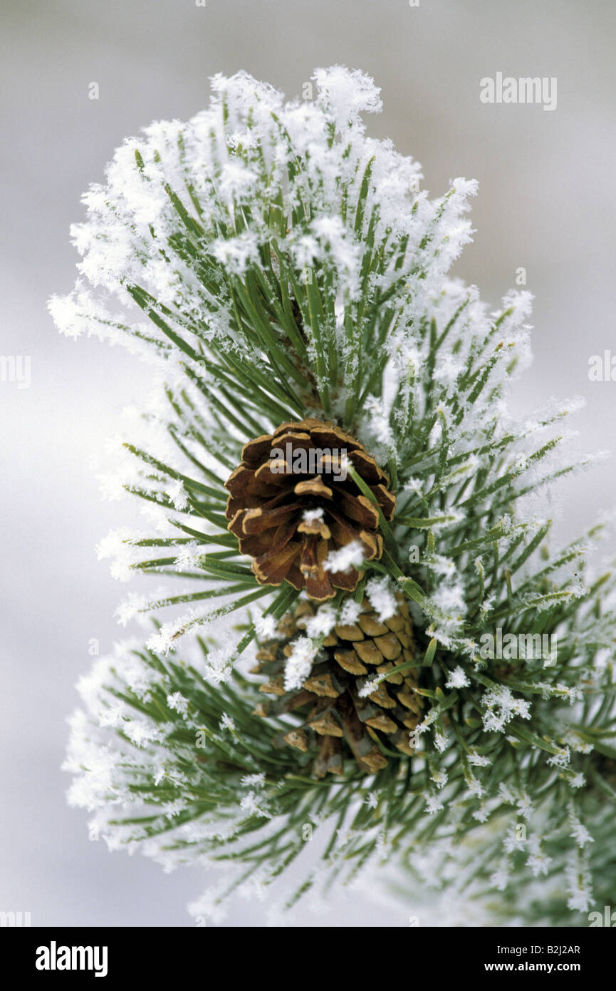 Lodgepole pines pinus contorta hi-res stock photography and images - Alamy