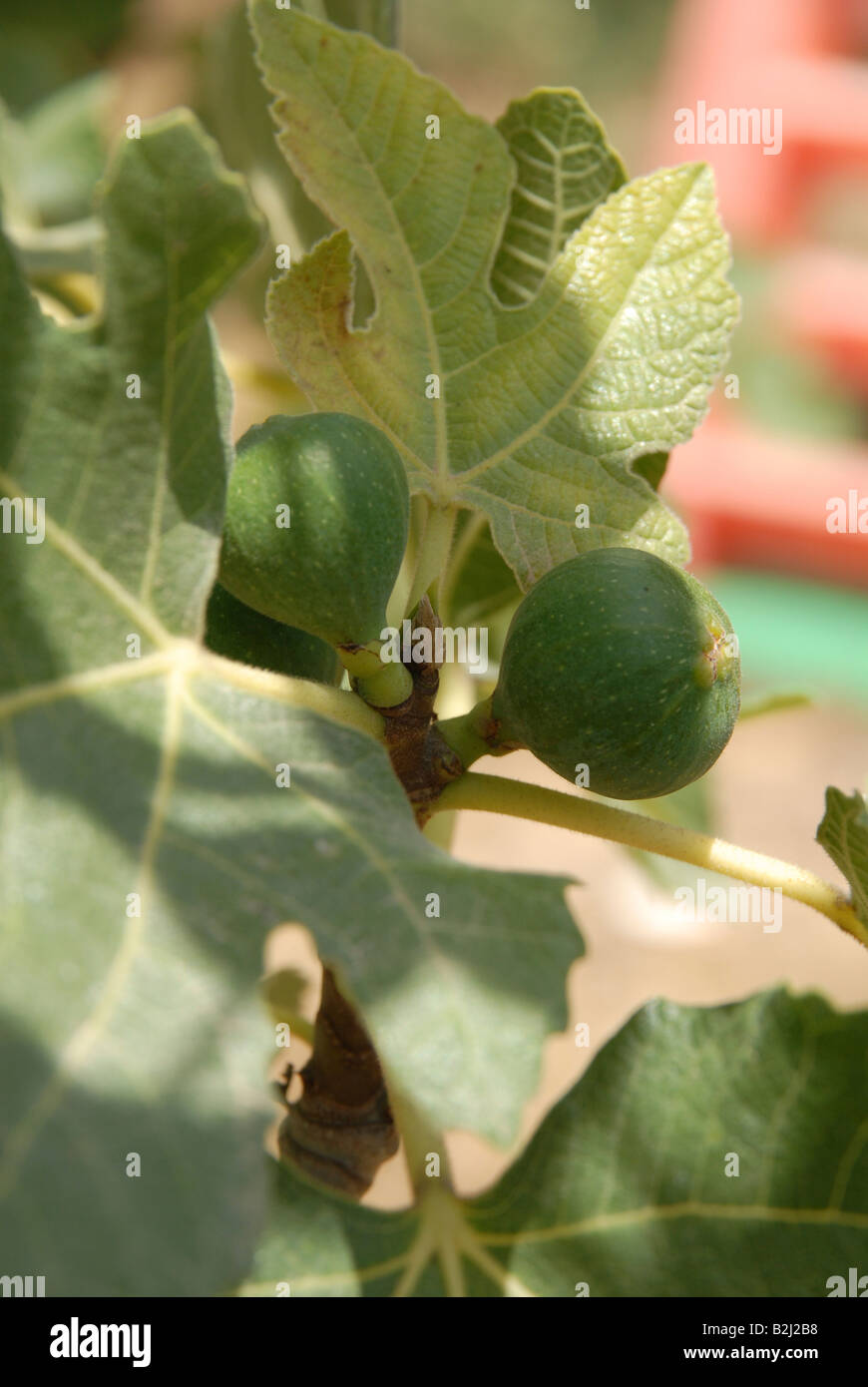 Close up of the fruit and leaves of a fig tree Ficus carica Stock Photo ...