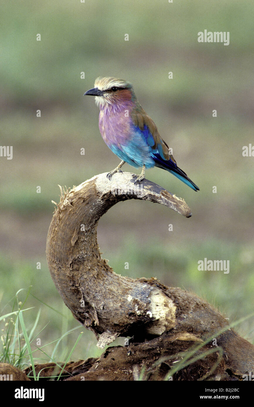 Lilac throated rollers hi-res stock photography and images - Alamy