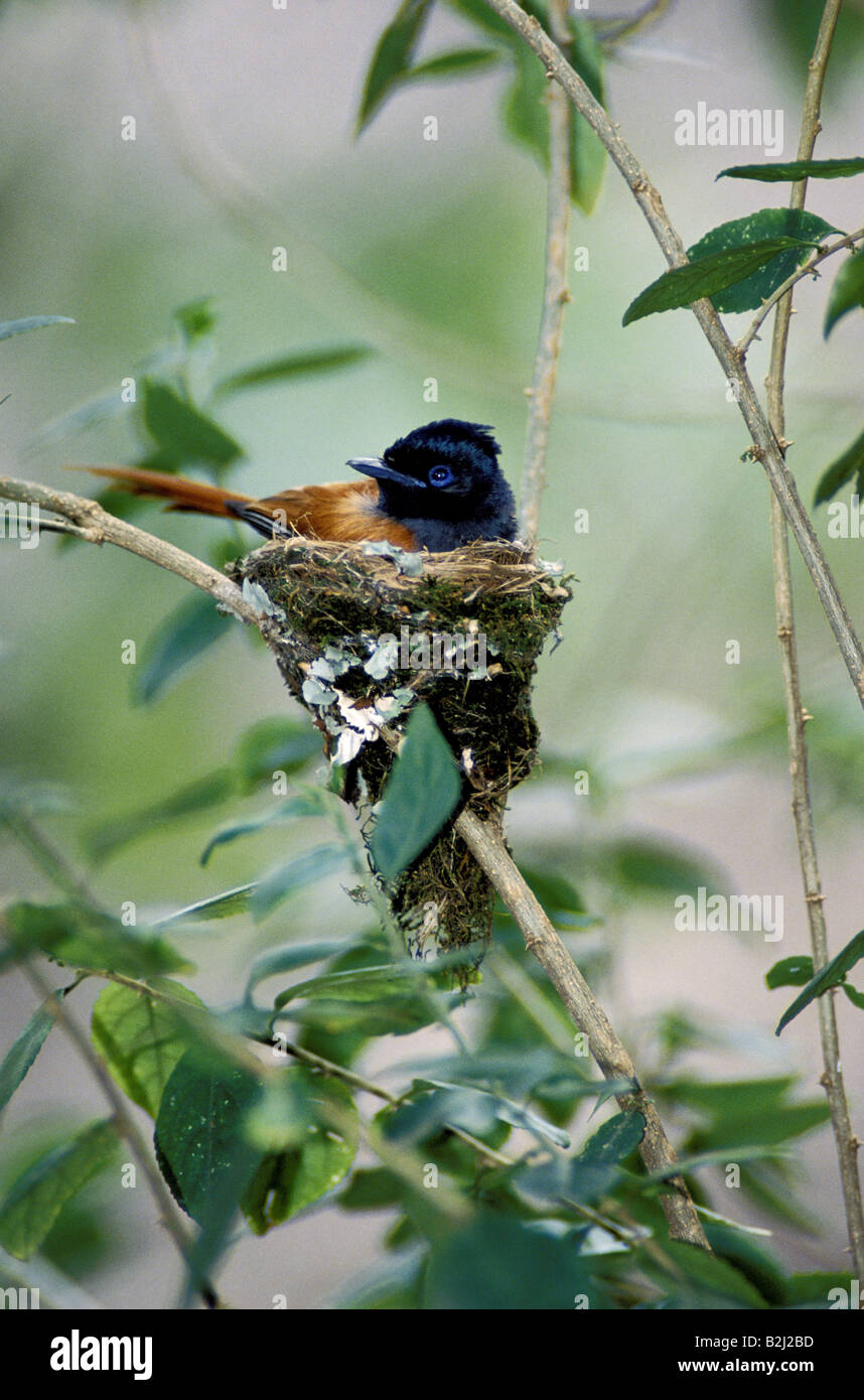 African gray flycatcher hi-res stock photography and images - Alamy