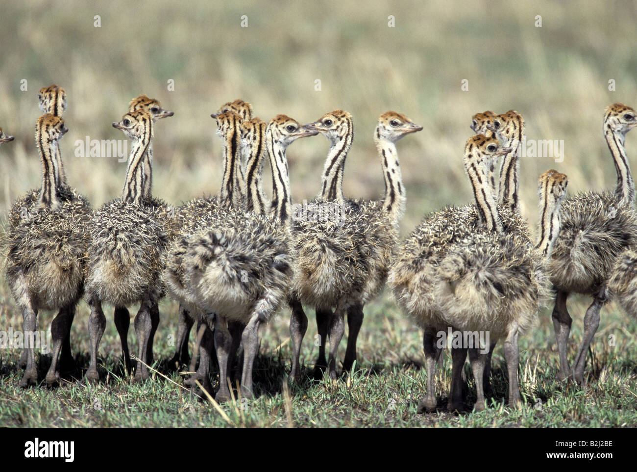 zoology / animals, avian / bird, Struthionidae, Ostrich (Struthio ...