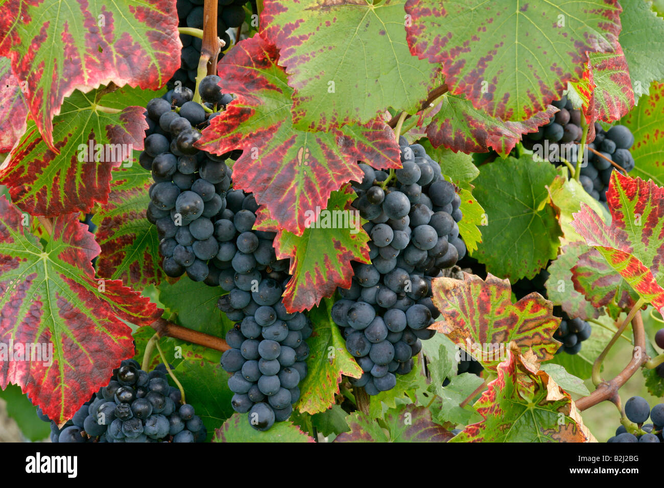 grapevine grapes Baden Wuerttemberg Germany winegrowing vineyard ...
