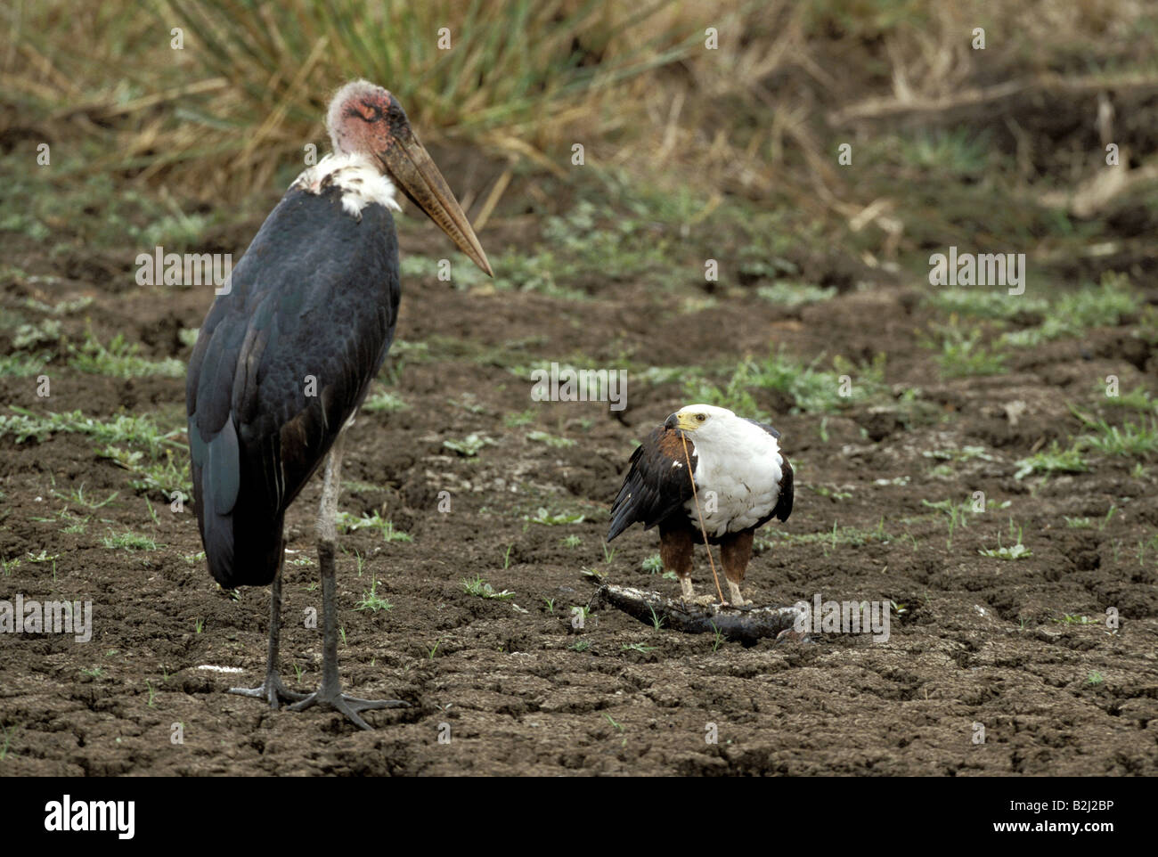 Maraboe hi-res stock photography and images - Alamy