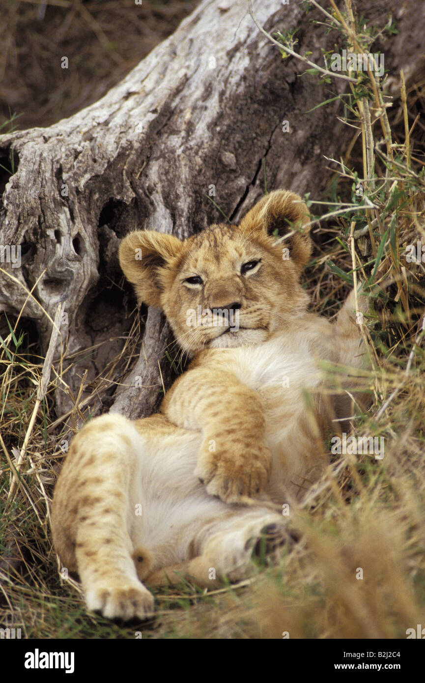 zoology / animals, mammal / mammalian, Felidae, Lion (Panthera leo ...