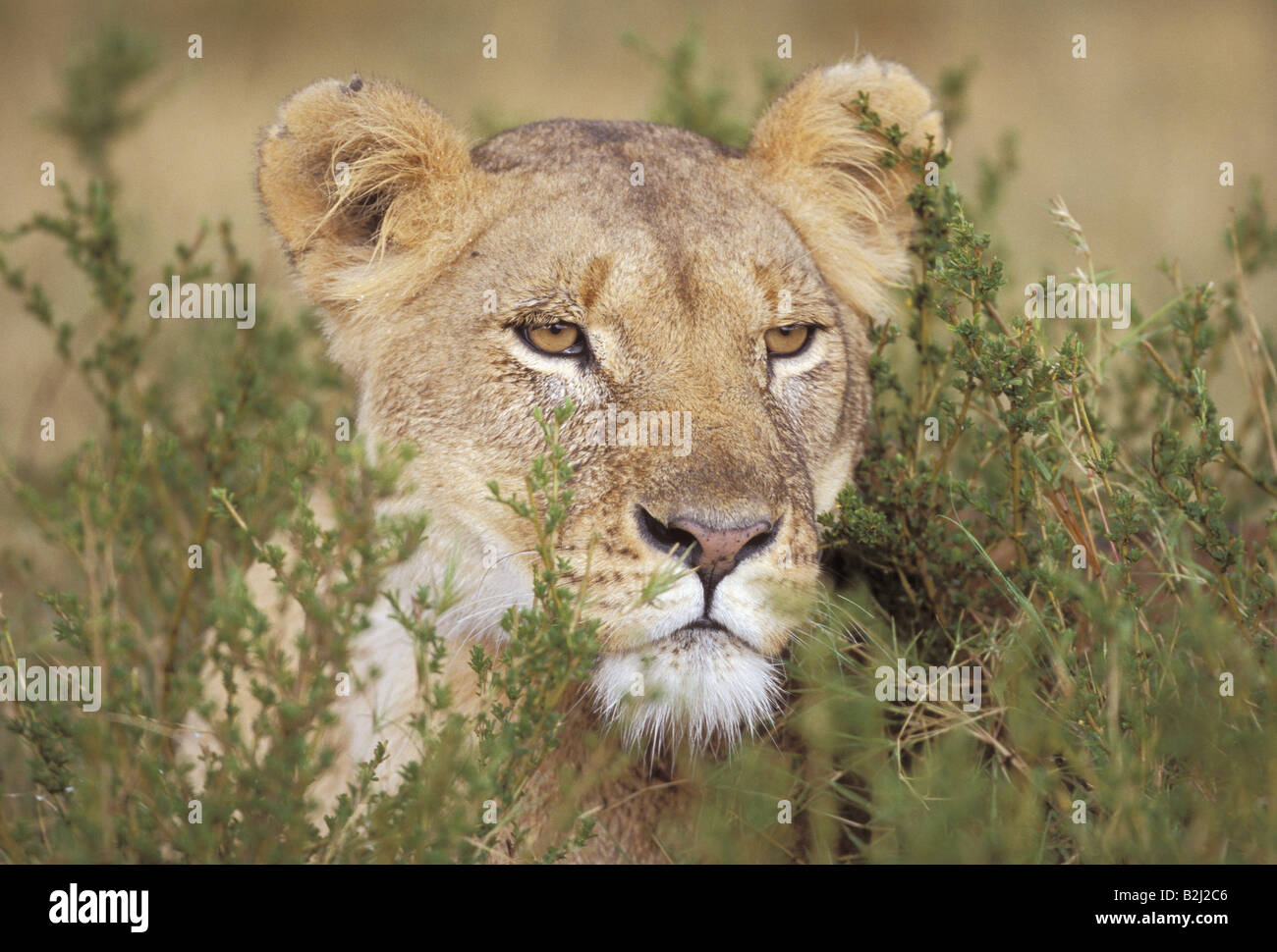 zoology / animals, mammal / mammalian, Felidae, Lion (Panthera leo ...