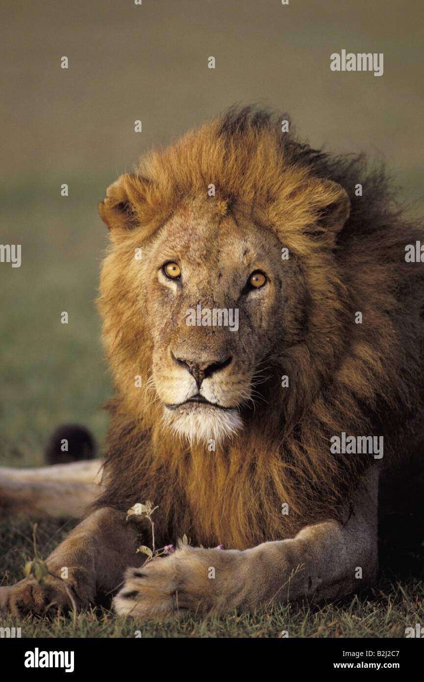 zoology / animals, mammal / mammalian, Felidae, Lion (Panthera leo ...