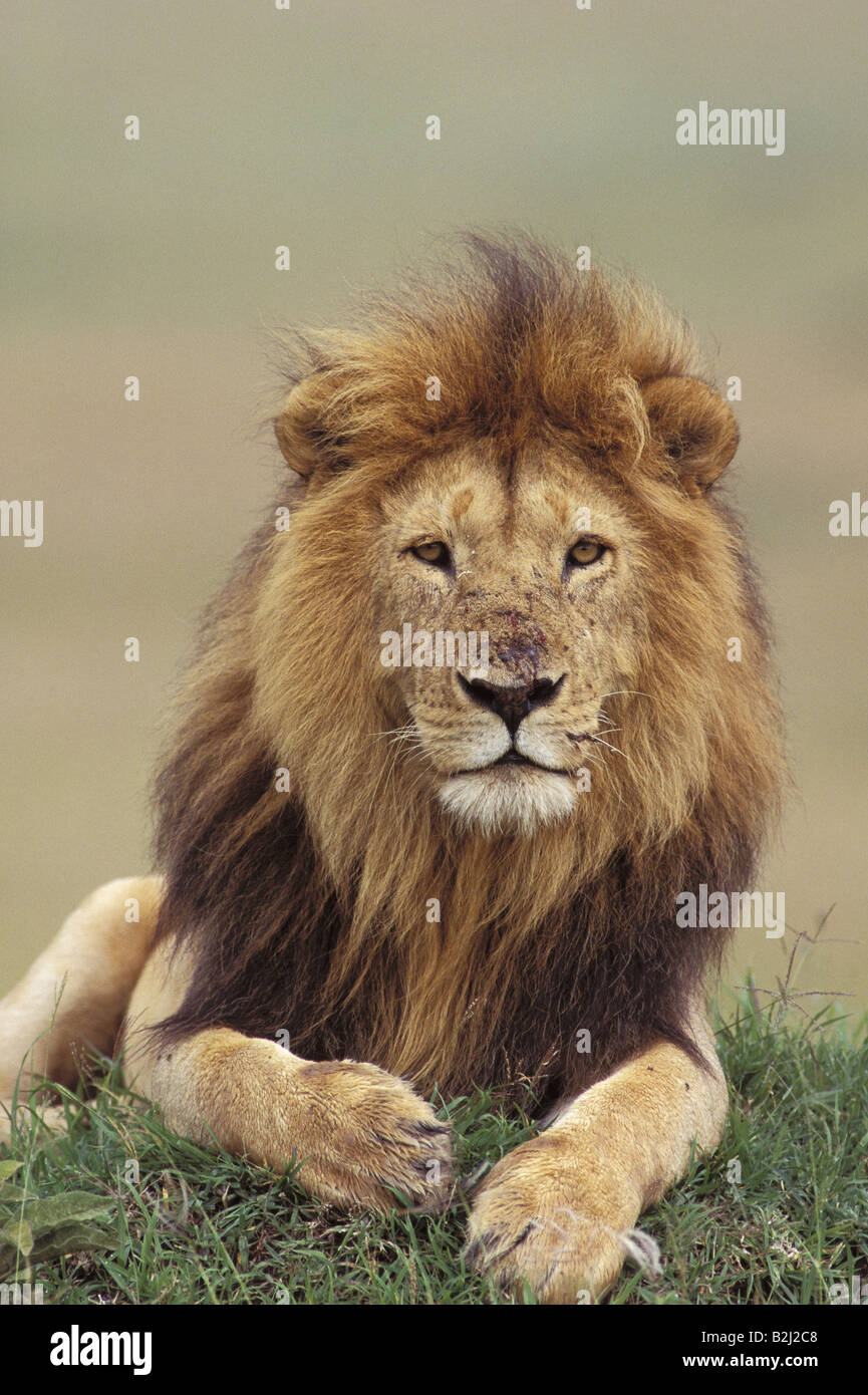 zoology / animals, mammal / mammalian, Felidae, Lion (Panthera leo ...