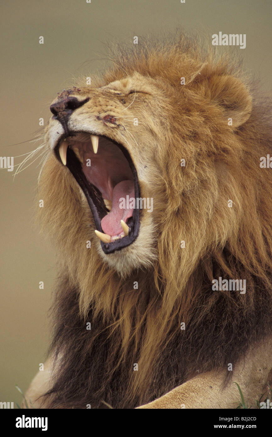 zoology / animals, mammal / mammalian, Felidae, Lion (Panthera leo ...