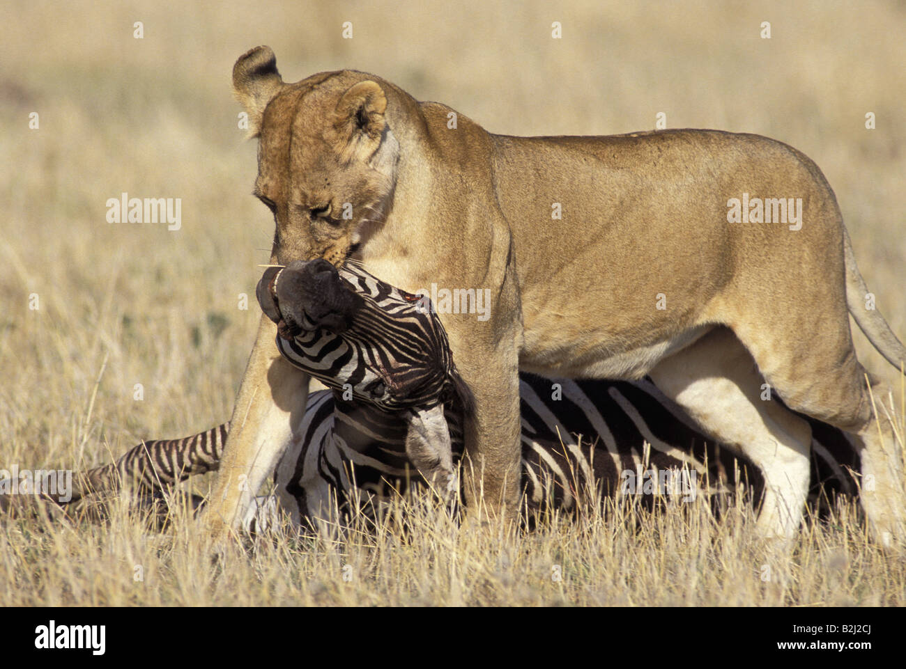 zoology / animals, mammal / mammalian, Felidae, Lion (Panthera leo ...