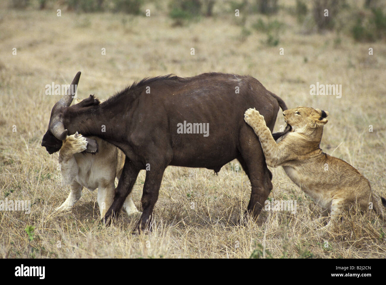 zoology / animals, mammal / mammalian, Felidae, Lion (Panthera leo ...