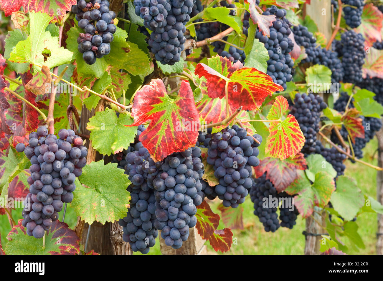 grapevine grapes Baden Wuerttemberg Germany winegrowing vineyard ...