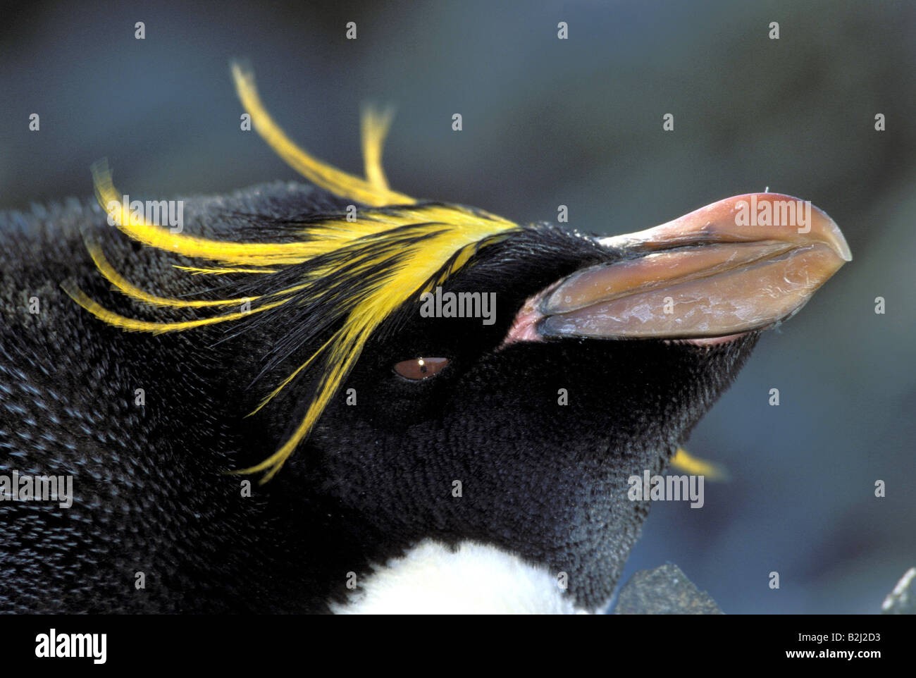 zoology / animals, birds, penguins, Macaroni Penguin, (Eudyptes ...