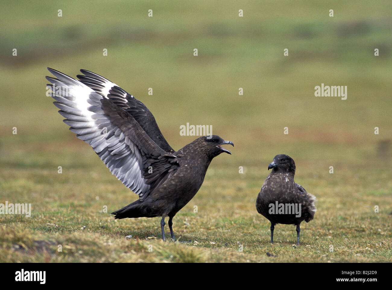 Skua distribution hi-res stock photography and images - Alamy