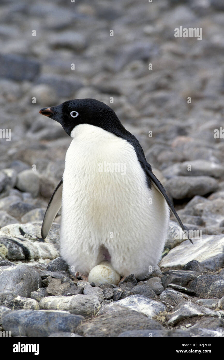 zoology / animals, birds, penguins, Adelie Penguin, (Pygoscelis adeliae ...