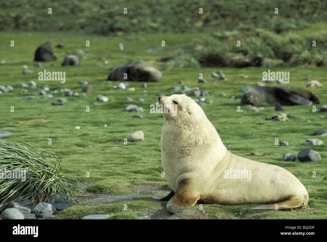 Antarctic Animals Seals