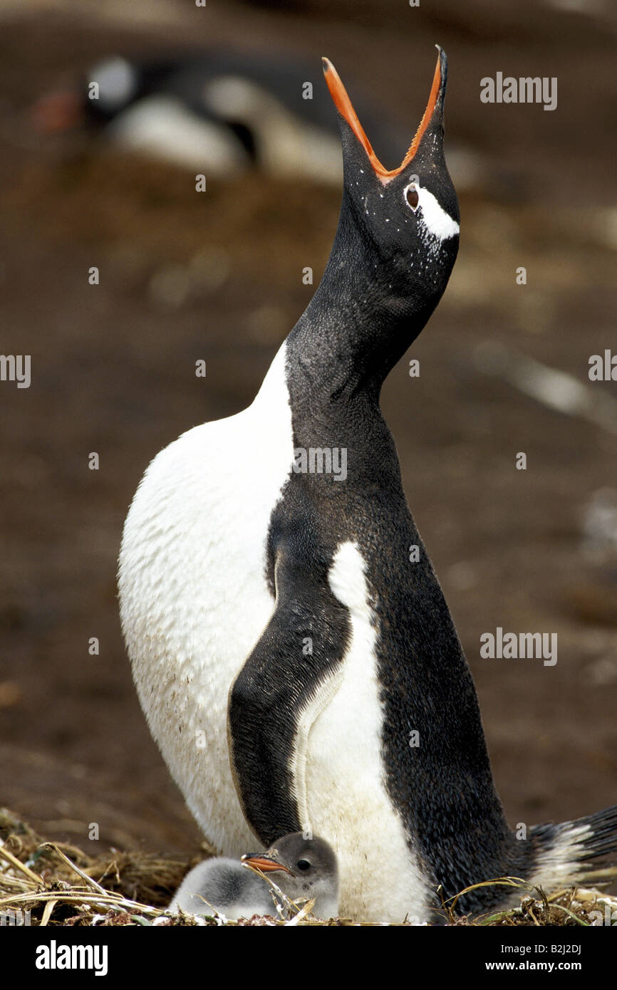 zoology / animals, birds, penguins, Gentoo Penguin, (Pygoscelis papua ...