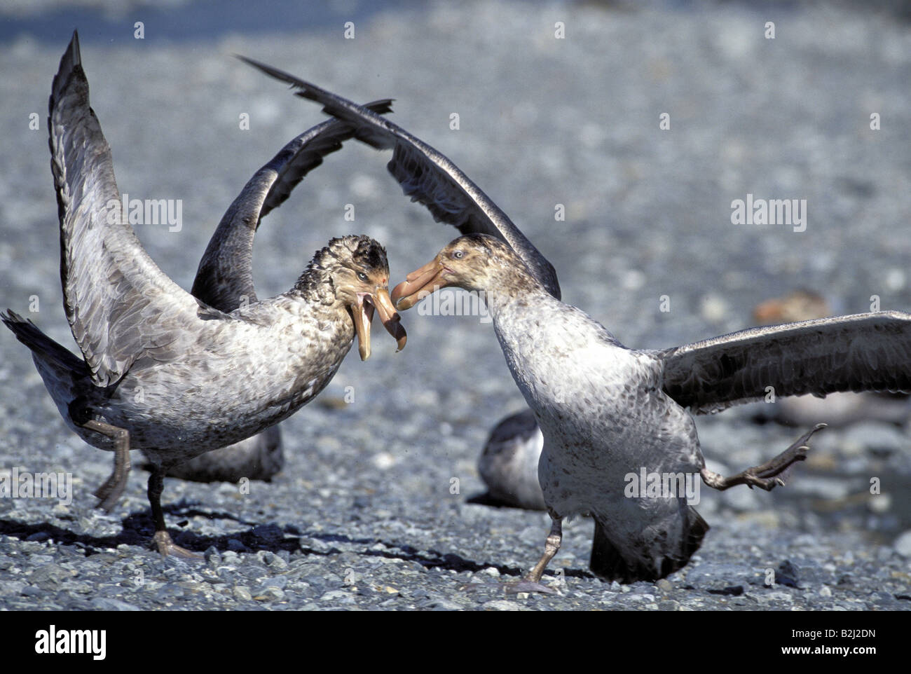 zoology / animals, avian / bird, Giant Petrel, (Macronectes giganteus ...