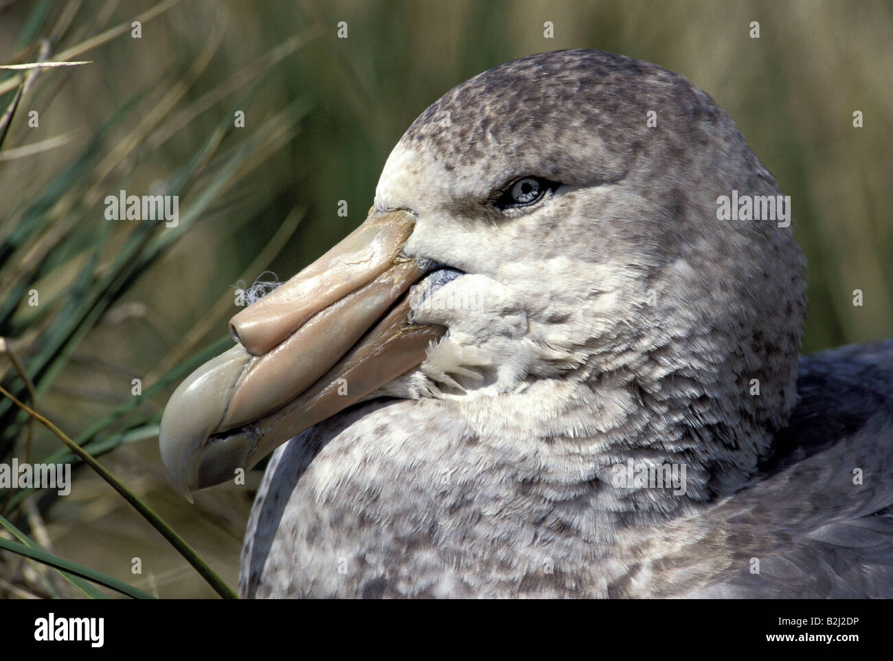 Petrel bird australia hi-res stock photography and images - Alamy