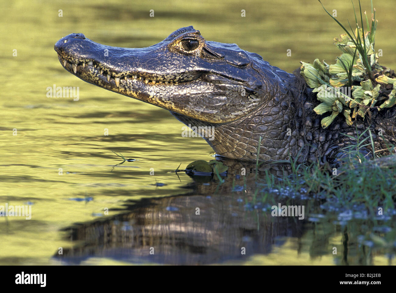 Zoology animals reptiles crocodiles spectacled hi-res stock photography ...