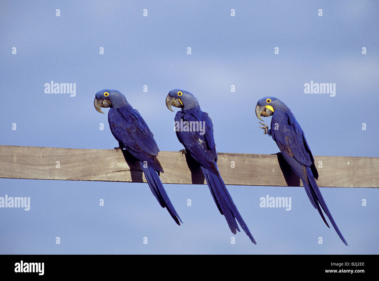 zoology / animals, avian / bird, parrots, Hyacinth Macaw ...